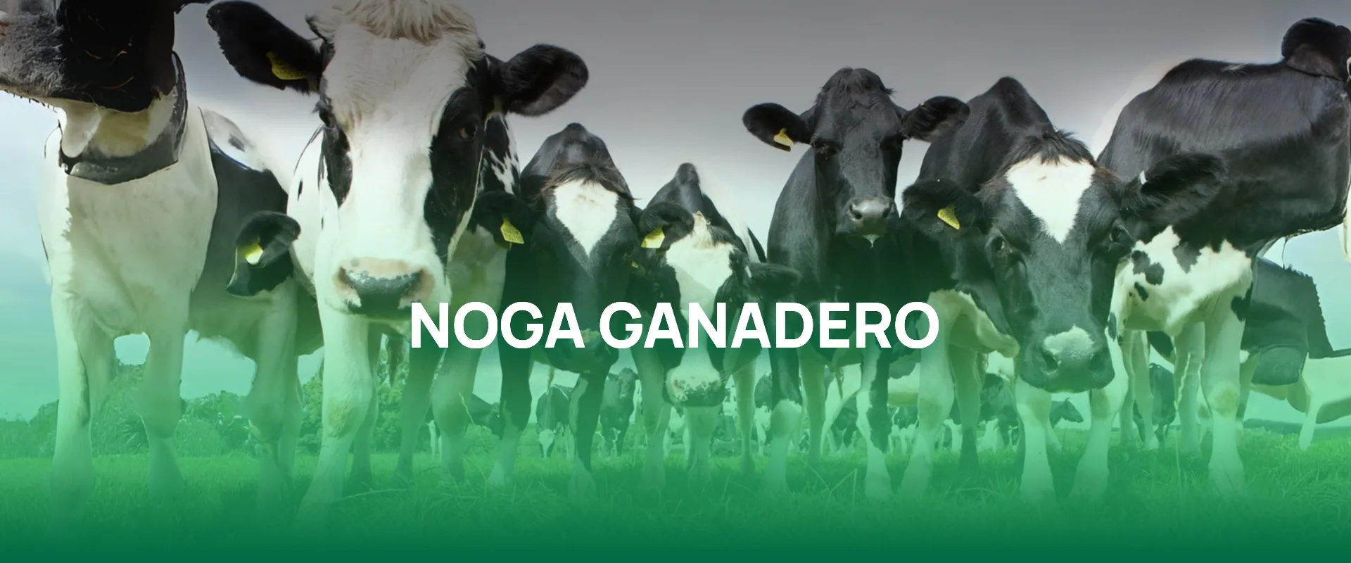 NOGA Ganadero - NOGA